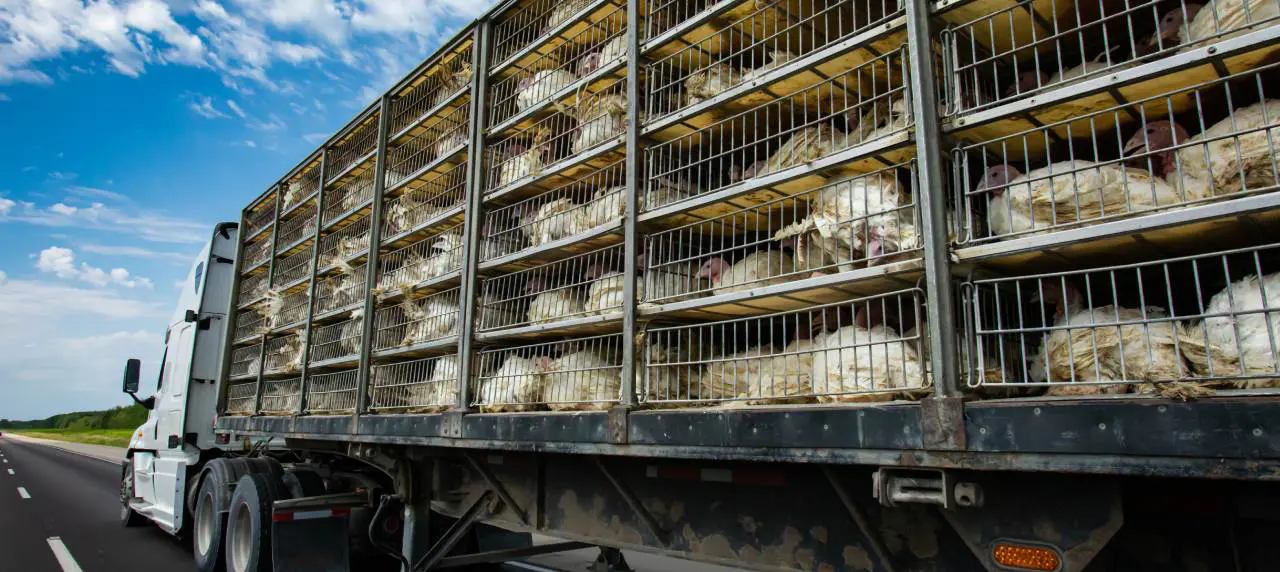 Live Animal Export from the US: Statistics, Rules and Recommendations